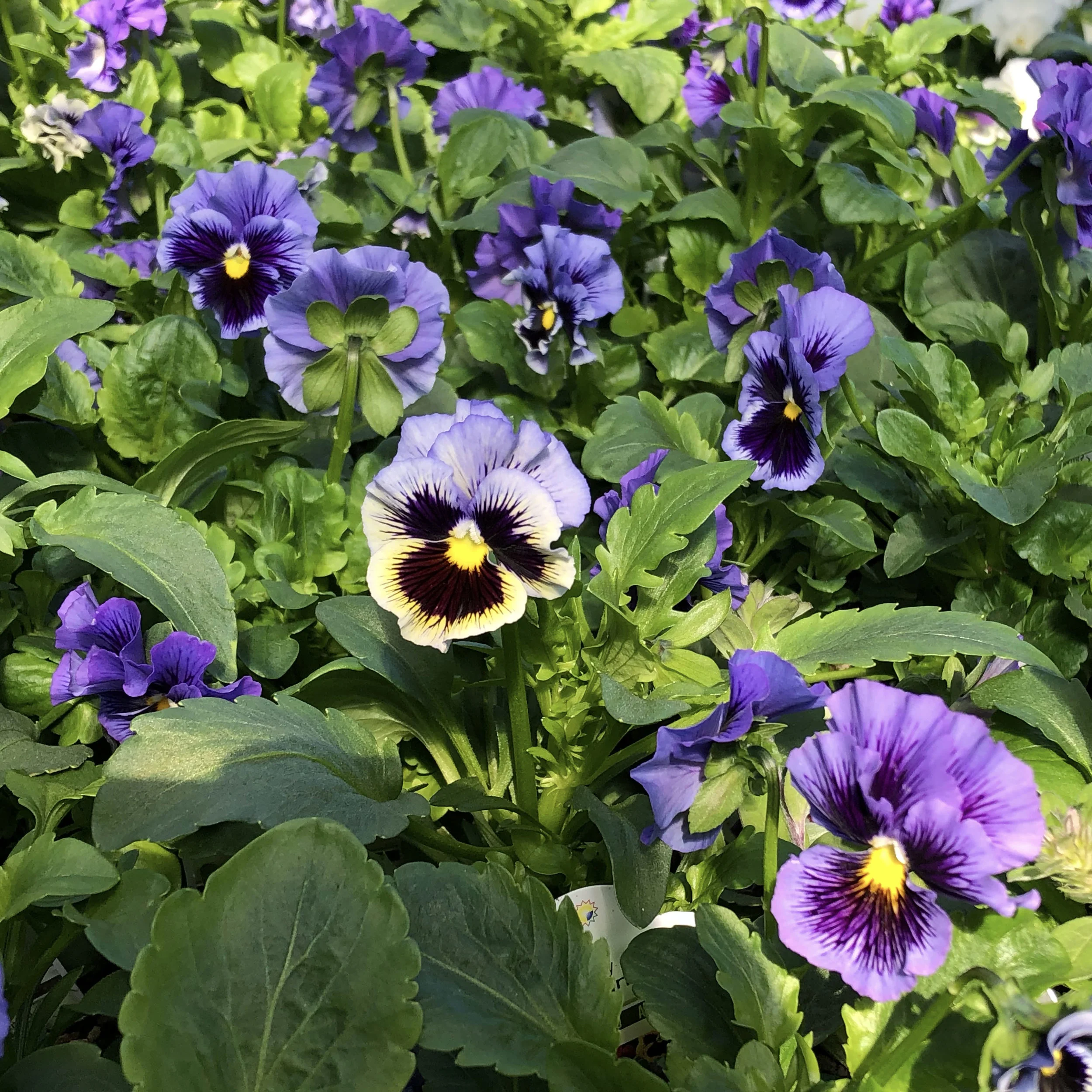 Refreshing Your Containers for Fall — Seattle's Favorite Garden Store ...