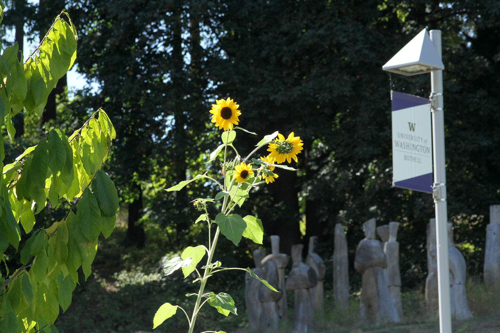 A Food Forest Grows in Bothell — Seattle's Favorite Garden Store Since ...