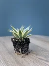 A Guide to Succulents and Cacti — Seattle's Favorite Garden Store Since ...