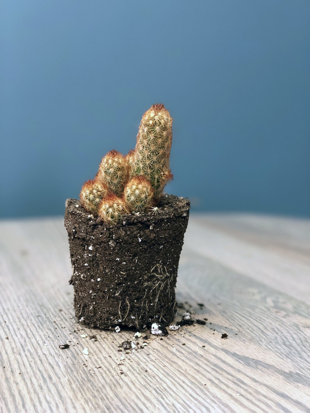 A Guide to Succulents and Cacti — Seattle's Favorite Garden Store Since ...