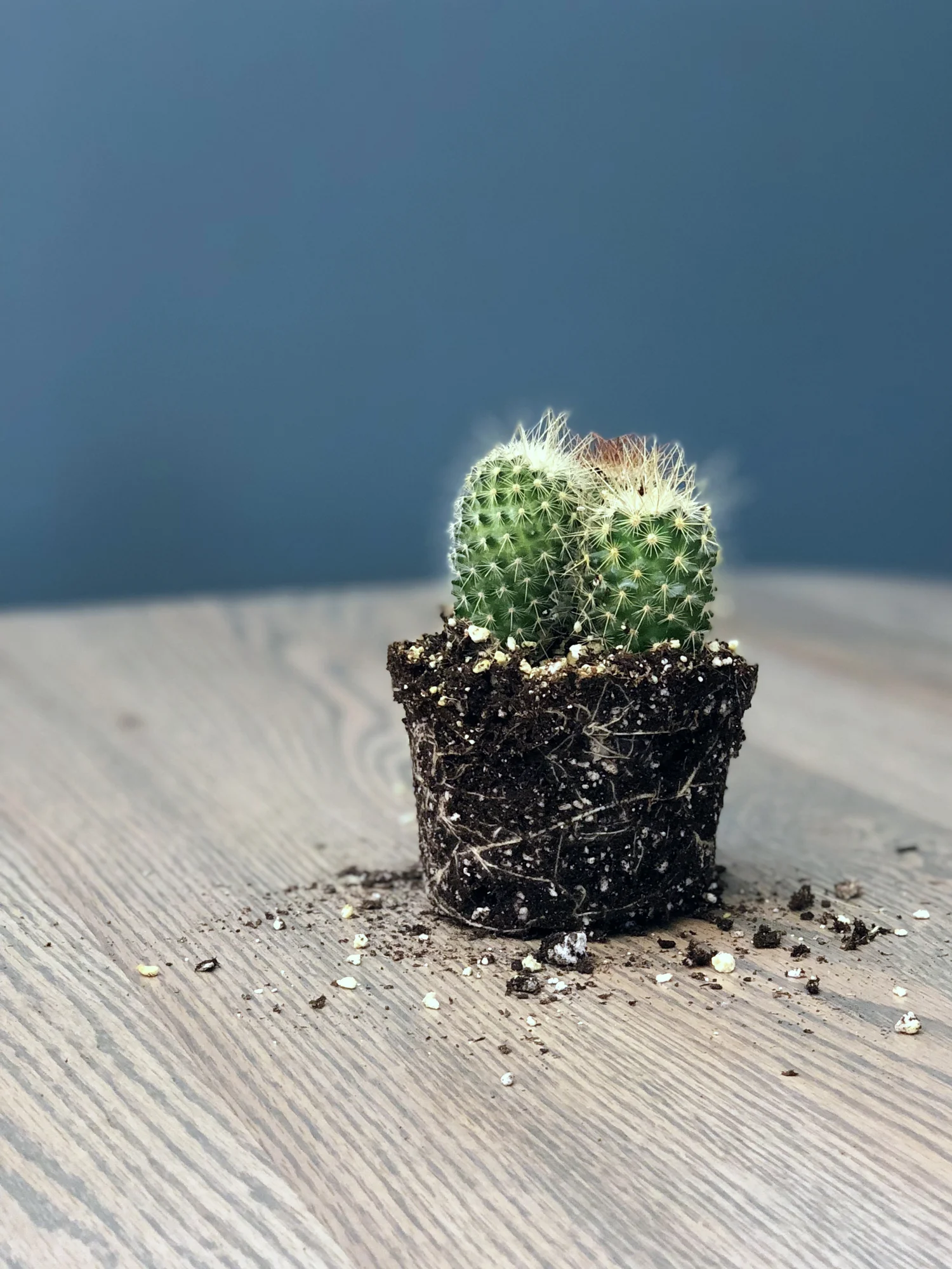 A Guide to Succulents and Cacti — Seattle's Favorite Garden Store Since ...