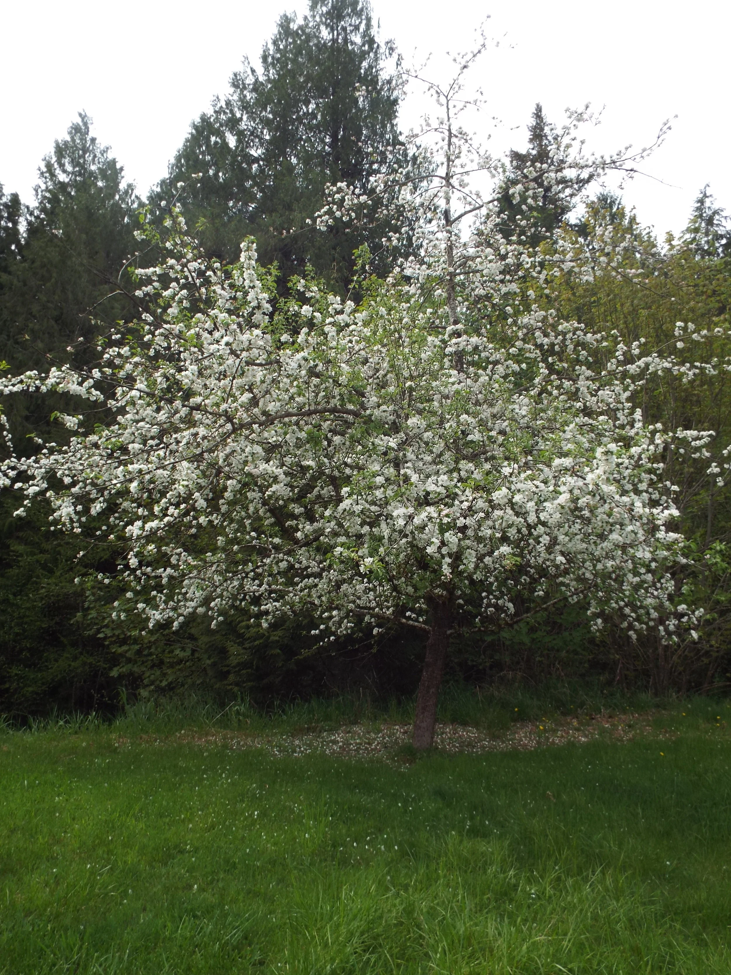From Flower to Fruit: The Mysteries of Apple Pollination — Seattle's ...