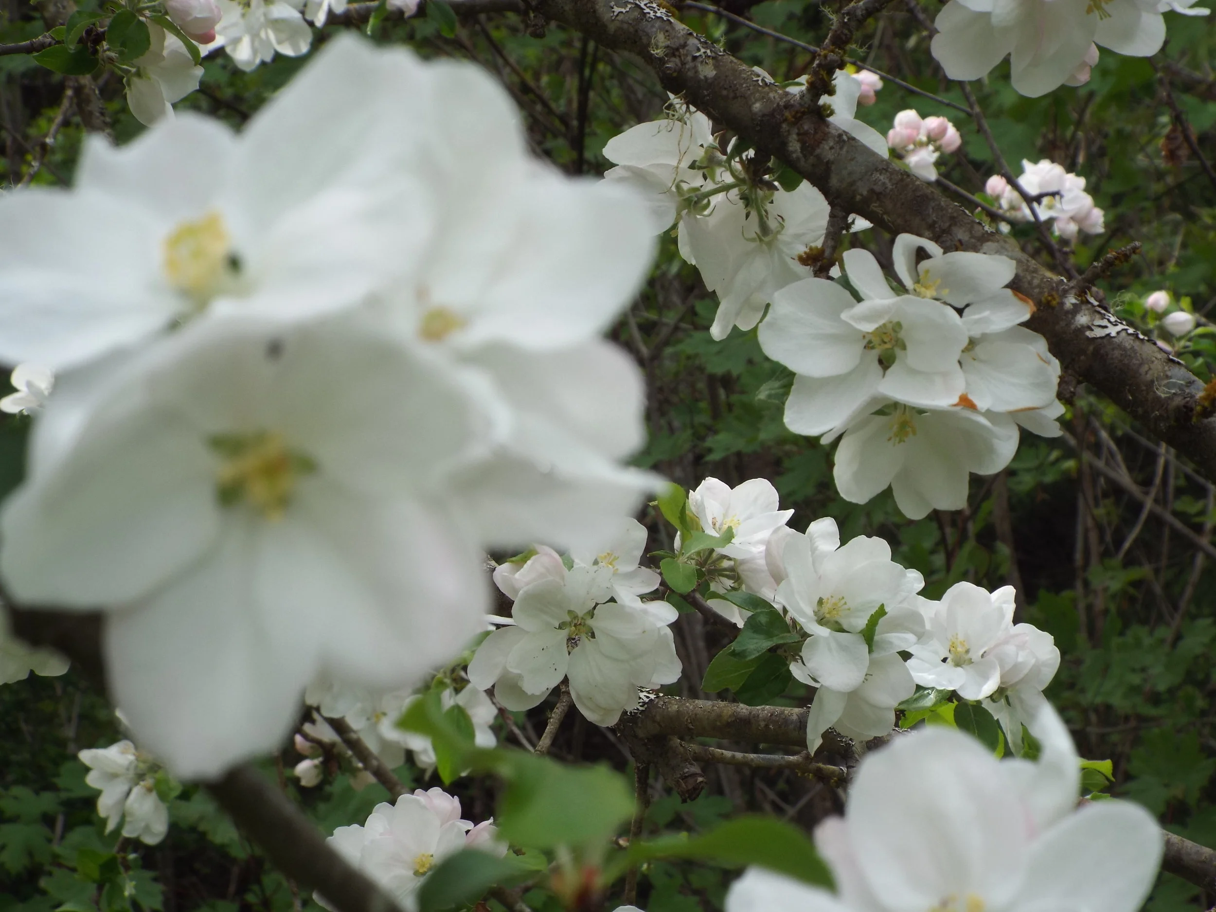From Flower to Fruit: The Mysteries of Apple Pollination — Seattle's ...