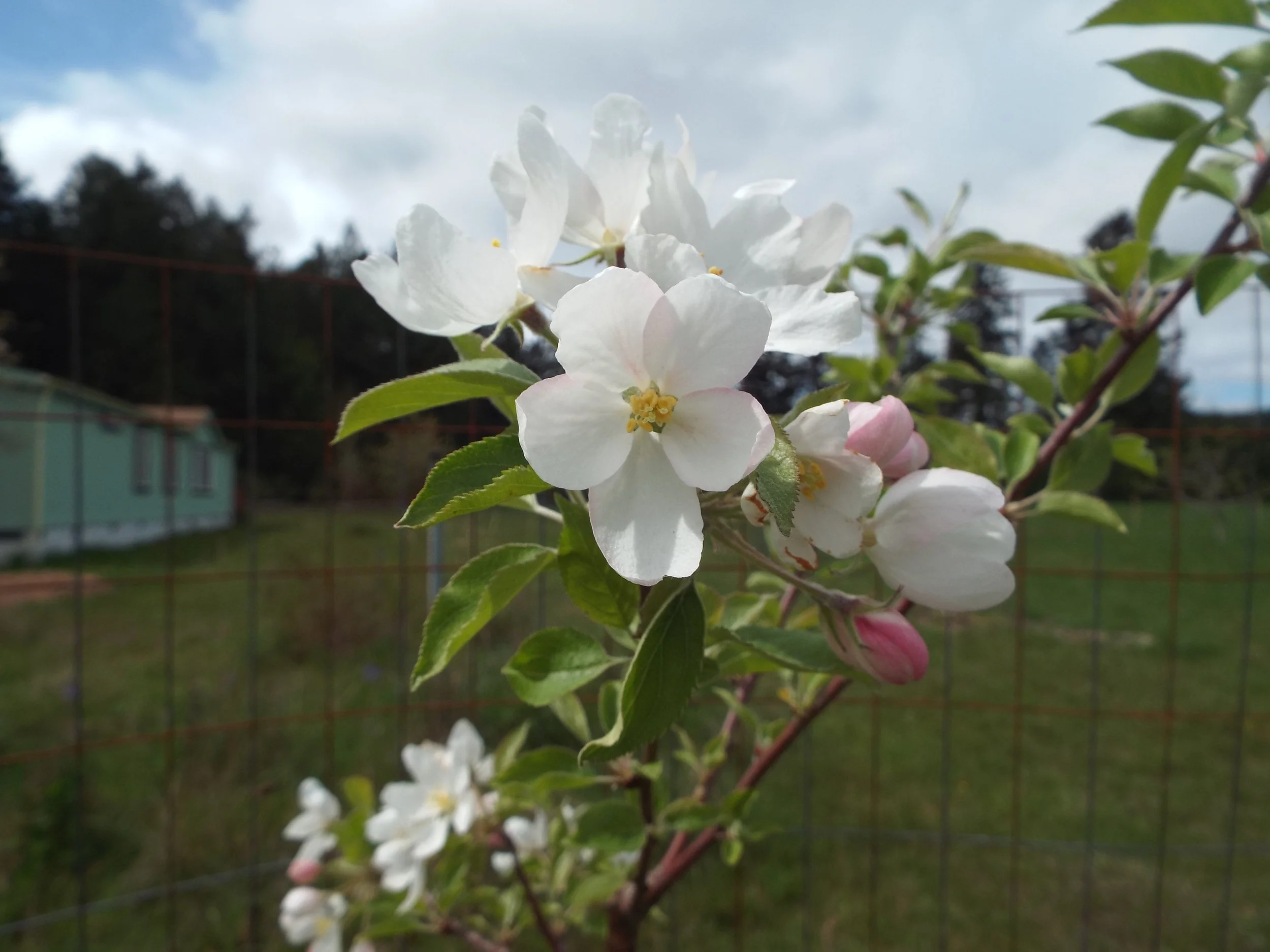 From Flower to Fruit: The Mysteries of Apple Pollination — Seattle's ...