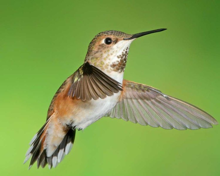 Bling on the Wing: 12 Months of Flowers for Hummingbirds — Seattle's ...