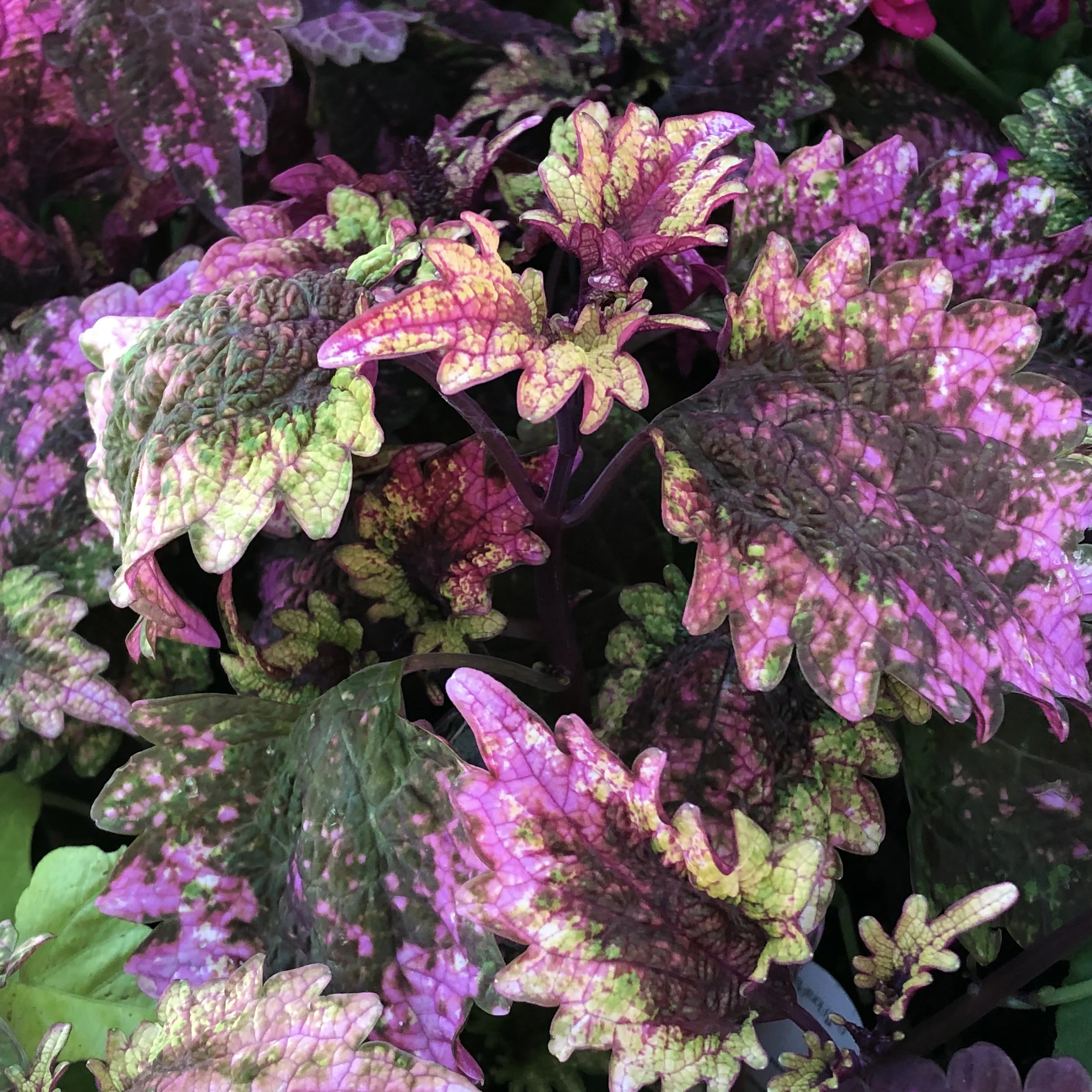 Our Top Picks For June — Seattle's Favorite Garden Store Since 1924 ...