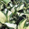 Our Top Picks For June — Seattle's Favorite Garden Store Since 1924 ...