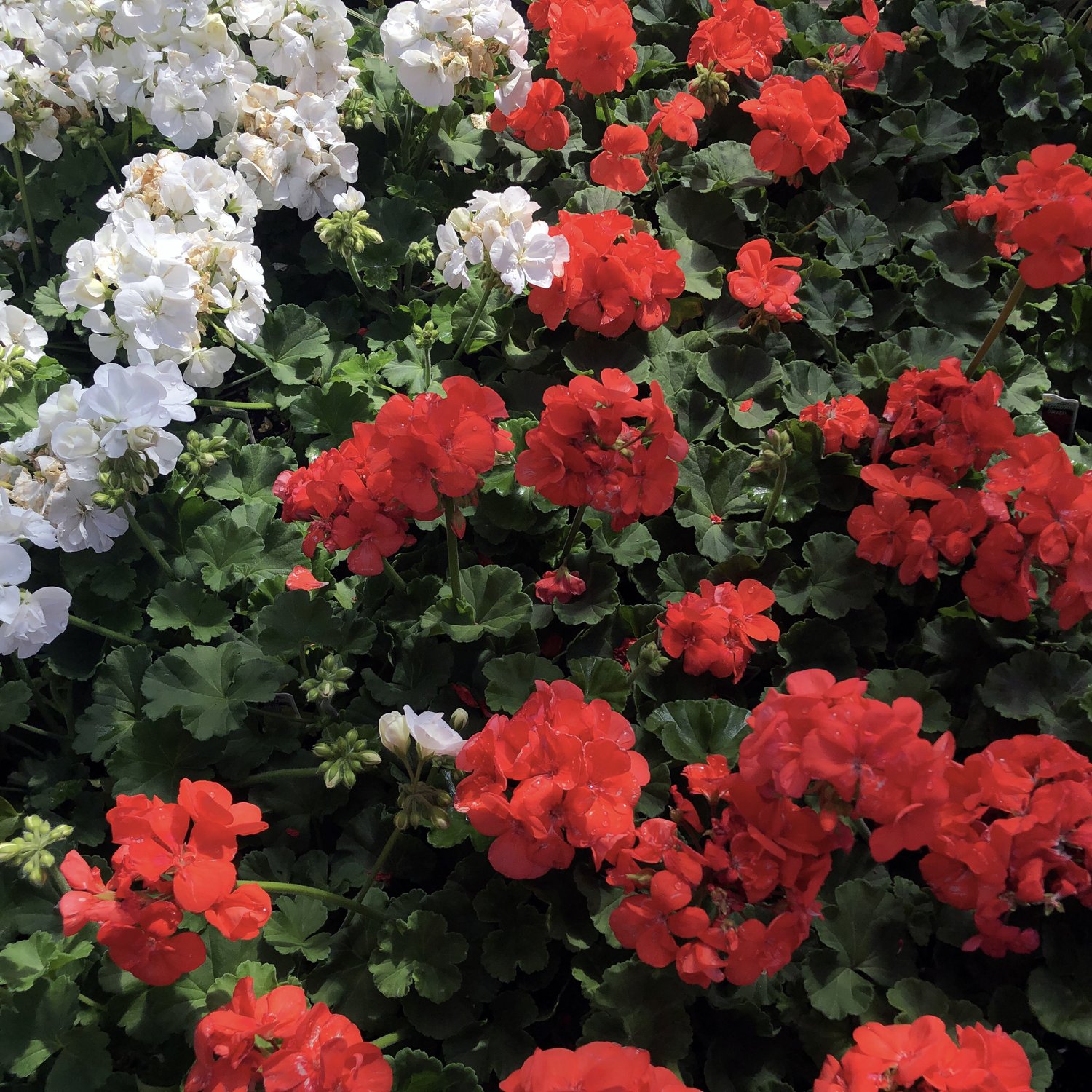 Our Top Picks For June — Seattle's Favorite Garden Store Since 1924 ...