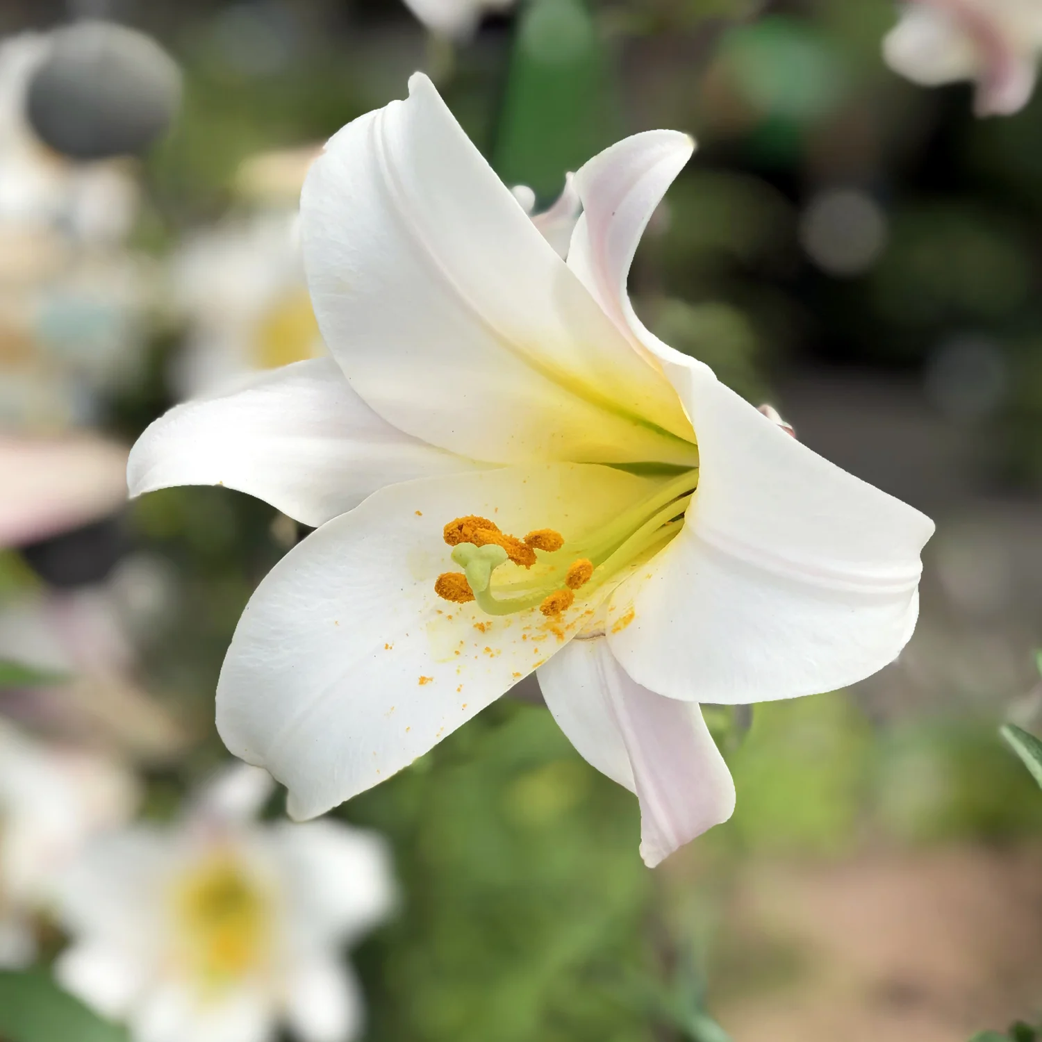 Our Favorite Plants For July — Seattle's Favorite Garden Store Since ...