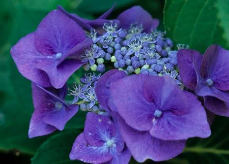 Summer Showstoppers: The Different Types of Hydrangeas — Seattle's ...