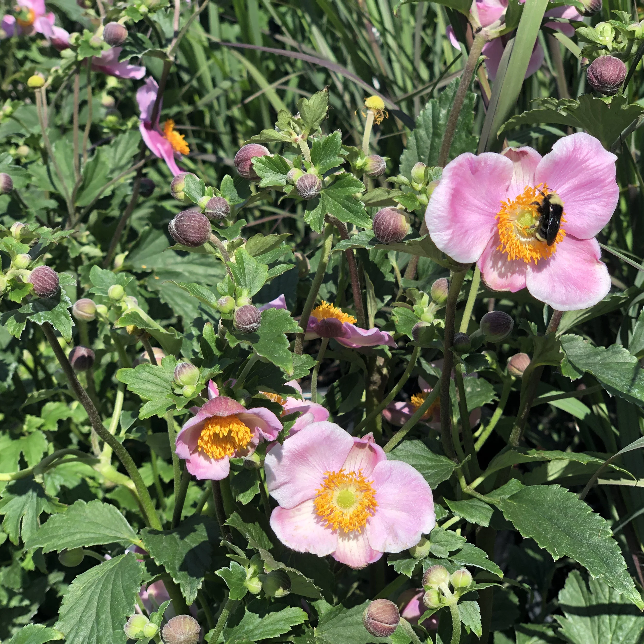 9 Favorite Plants for Fall — Seattle's Favorite Garden Store Since 1924 ...