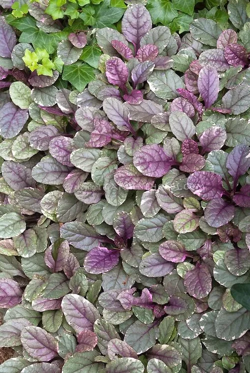 What Are You Up To In The Garden? — Seattle's Favorite Garden Store ...