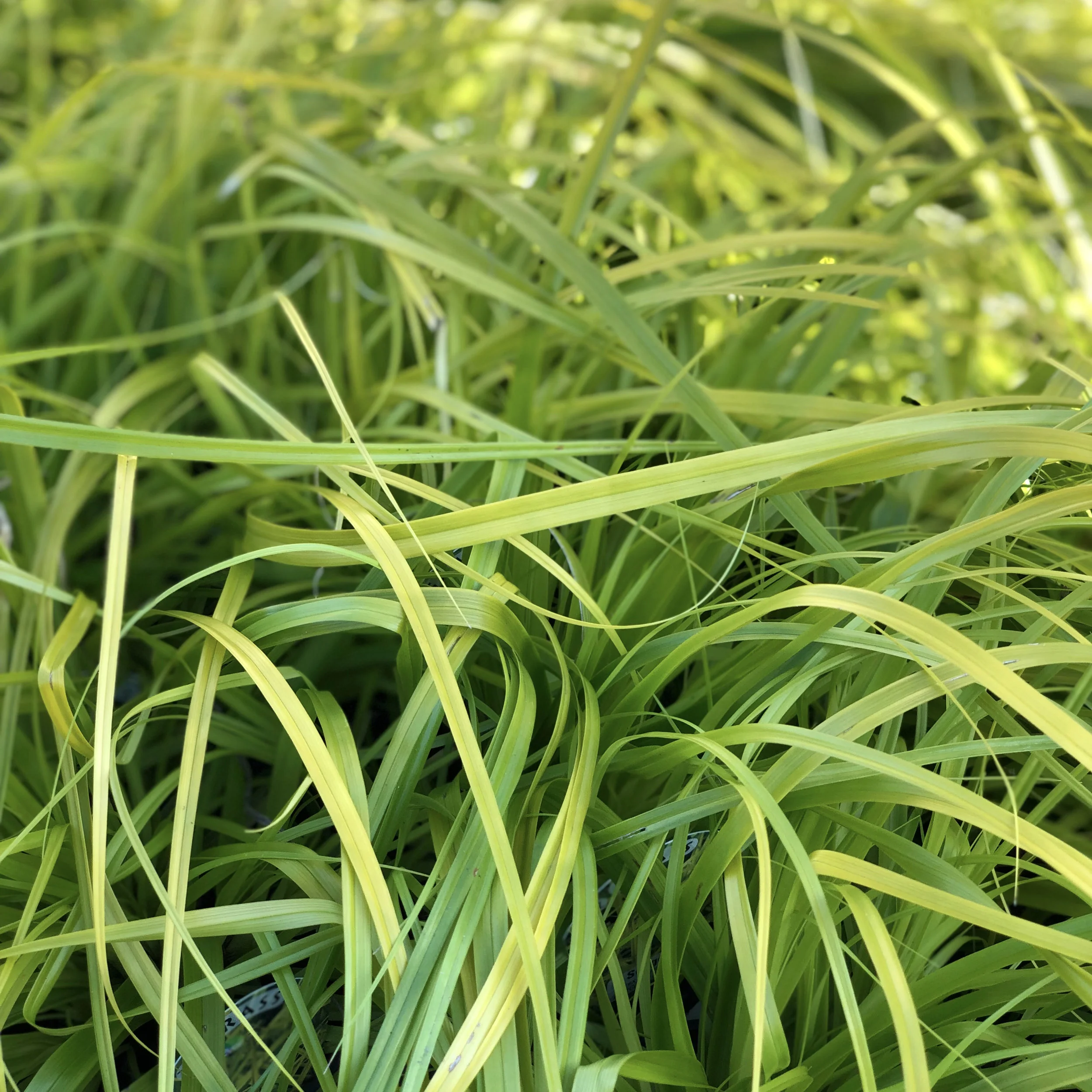 Our Top Picks for October — Seattle's Favorite Garden Store Since 1924 ...