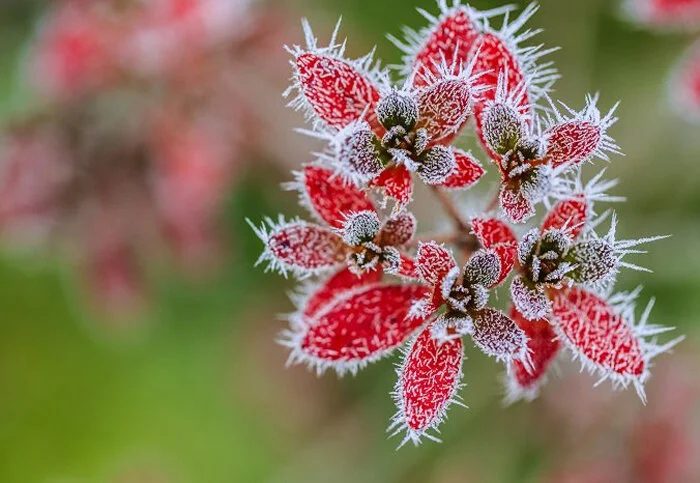 Protecting Your Garden Plants From the Cold — Seattle's Favorite Garden ...