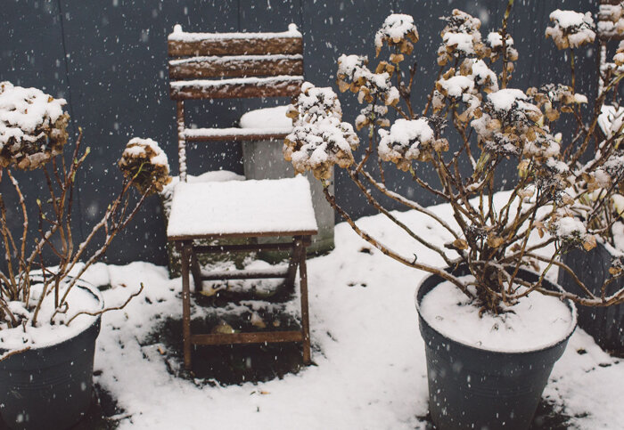 Protecting Your Garden Plants From the Cold — Seattle's Favorite Garden ...