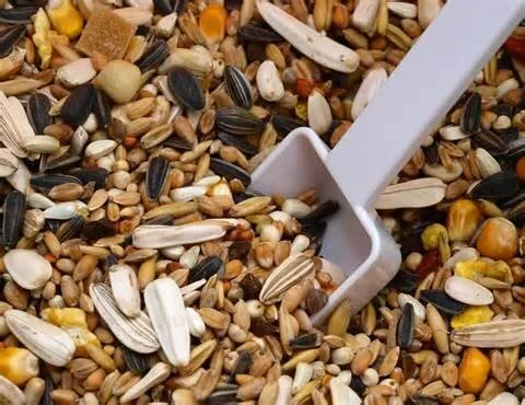 The Basics Of Backyard Bird Feeding Seattle S Favorite Garden Store