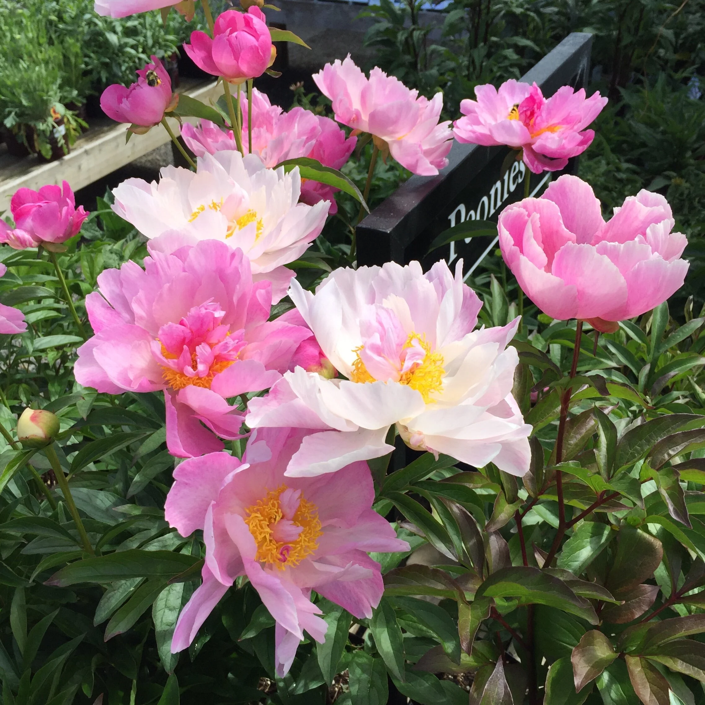 Planting and Caring for Peonies — Seattle's Favorite Garden Store Since ...