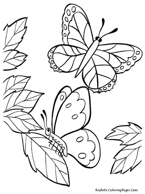 Pollinator coloring pages — Seattle's Favorite Garden Store Since 1924 ...