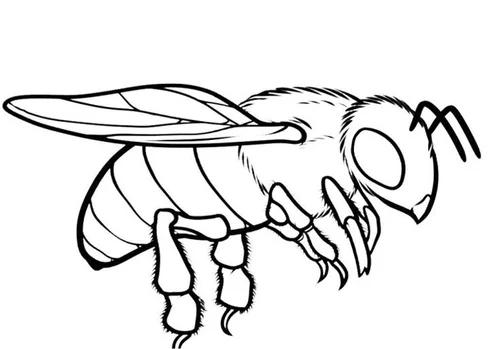 Pollinator coloring pages — Seattle's Favorite Garden Store Since 1924 ...