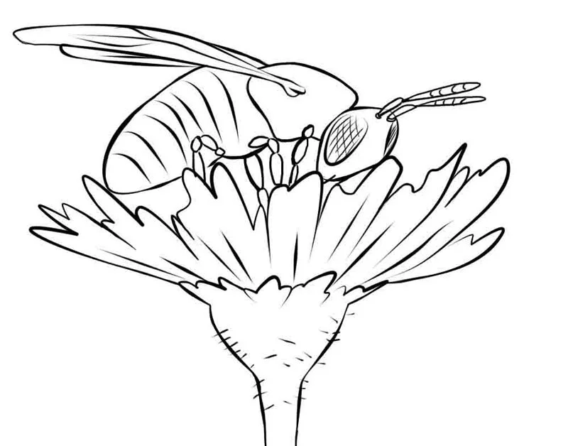 Pollinator coloring pages — Seattle's Favorite Garden Store Since 1924 ...