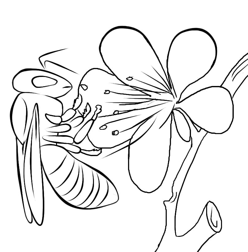 Pollinator coloring pages — Seattle's Favorite Garden Store Since 1924 ...