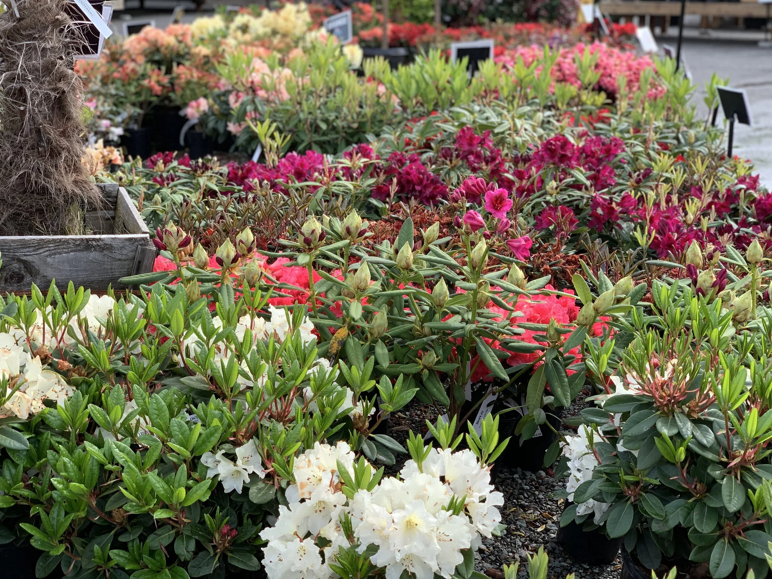 Spotlight Plant: Rhododendron — Seattle's Favorite Garden Store Since ...