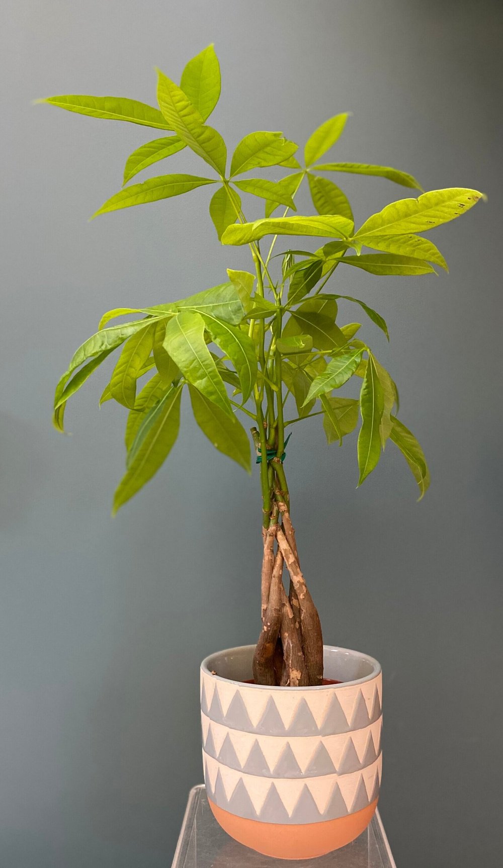 9 Houseplants To Beautify Your Home Office — Seattle's Favorite Garden ...