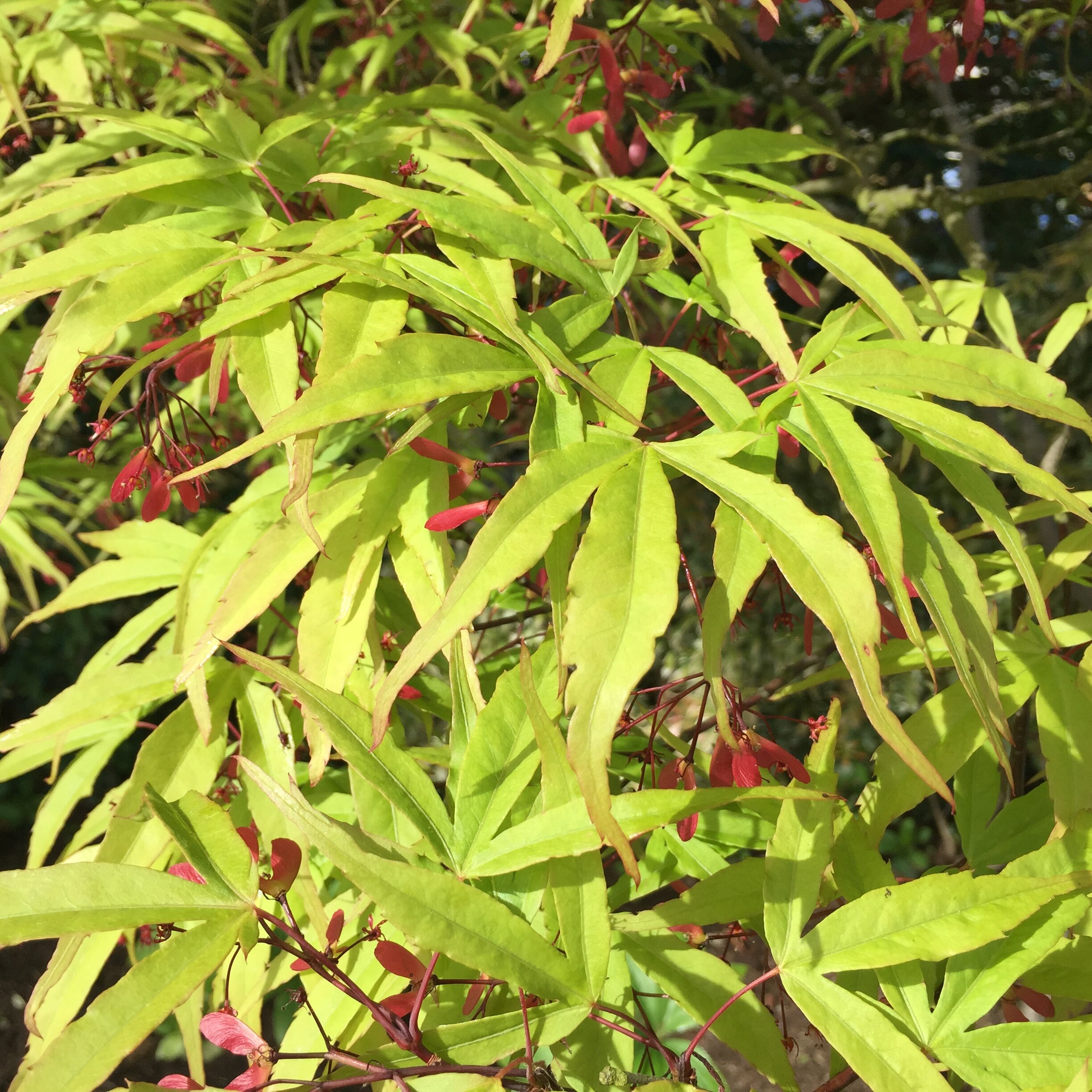 Fall Favorites: Trees and Shrubs — Seattle's Favorite Garden Store ...