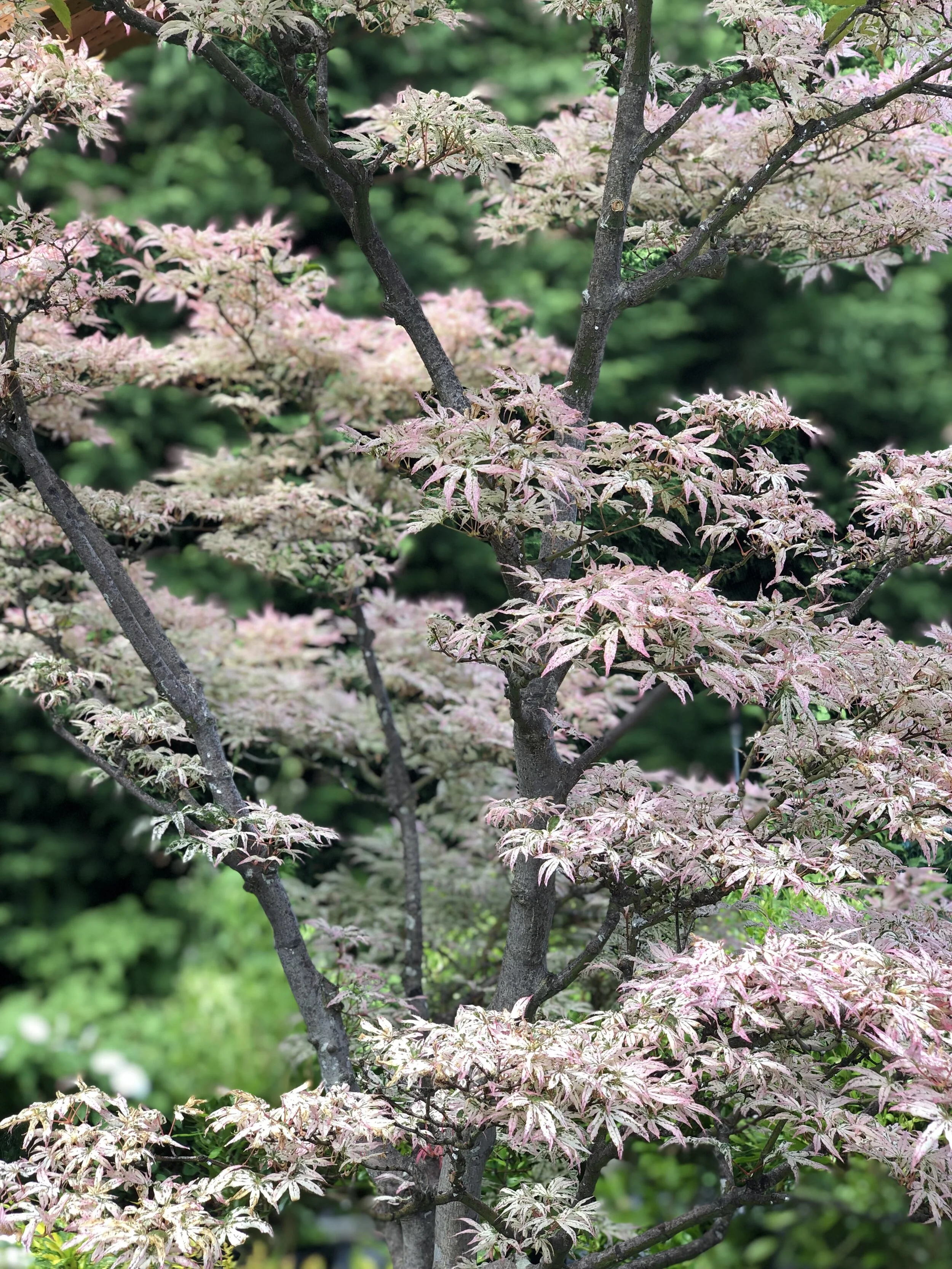 Fall Favorites: Trees and Shrubs — Seattle's Favorite Garden Store ...