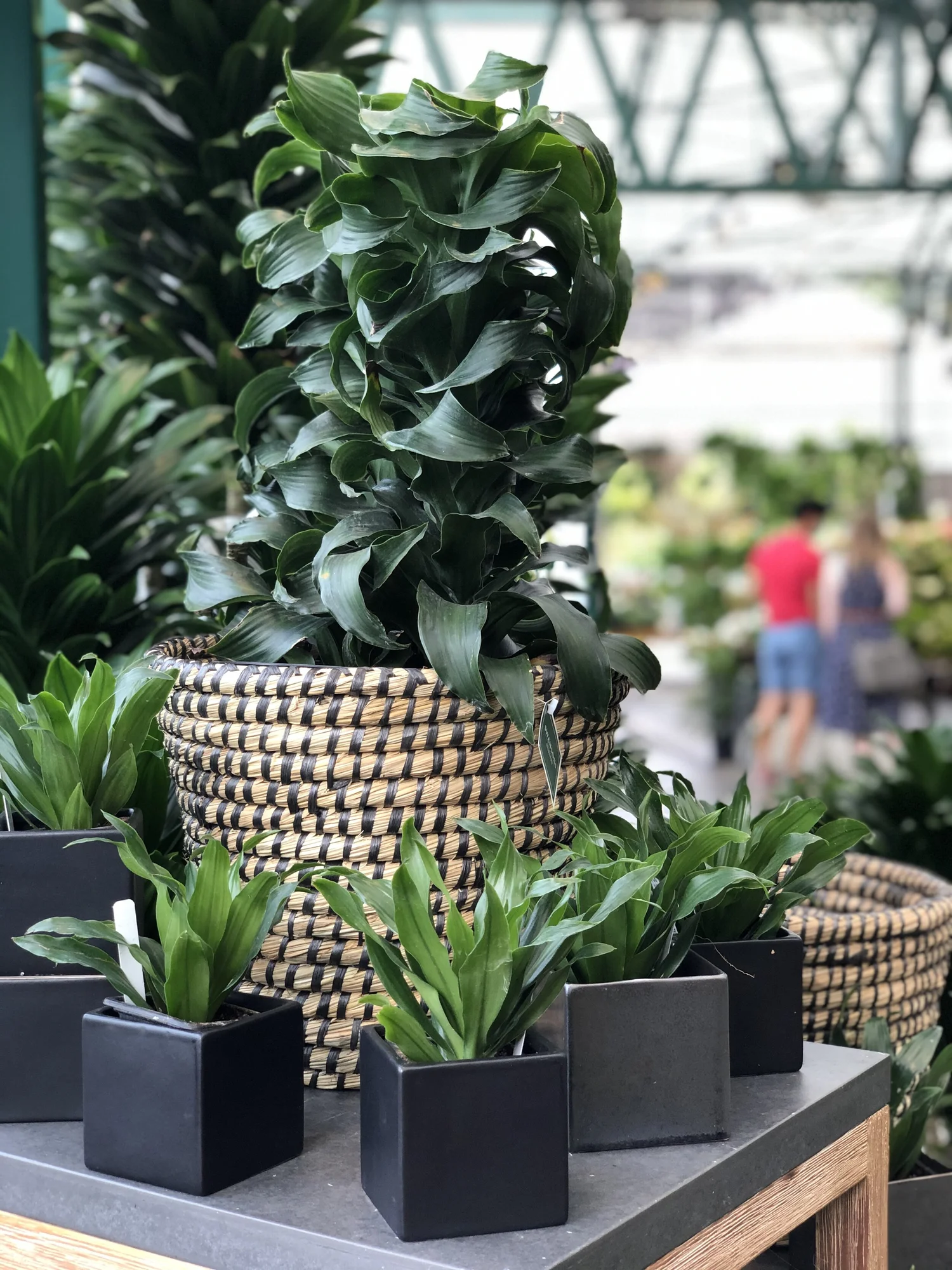 Indoor Plants & Pottery are on Sale! — Seattle's Favorite Garden Store ...