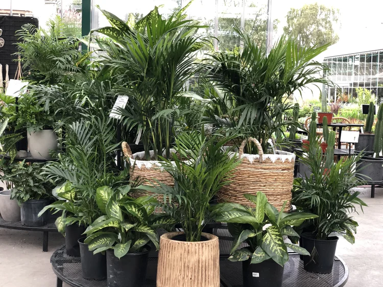 Indoor Plants — Seattle's Favorite Garden Store Since 1924 - Swansons ...