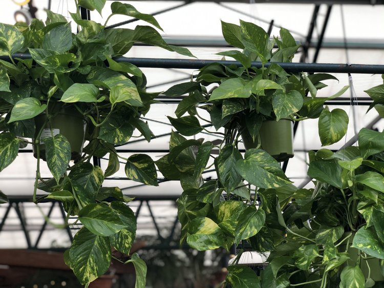 Indoor Plants — Seattle's Favorite Garden Store Since 1924 - Swansons ...