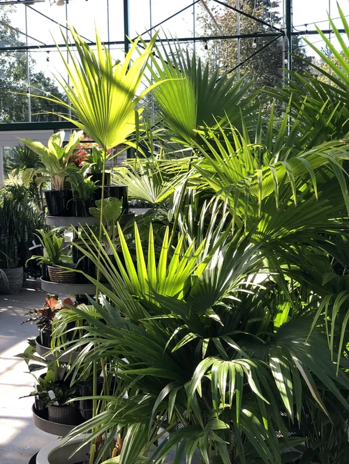 Indoor Plants — Seattle's Favorite Garden Store Since 1924 - Swansons ...