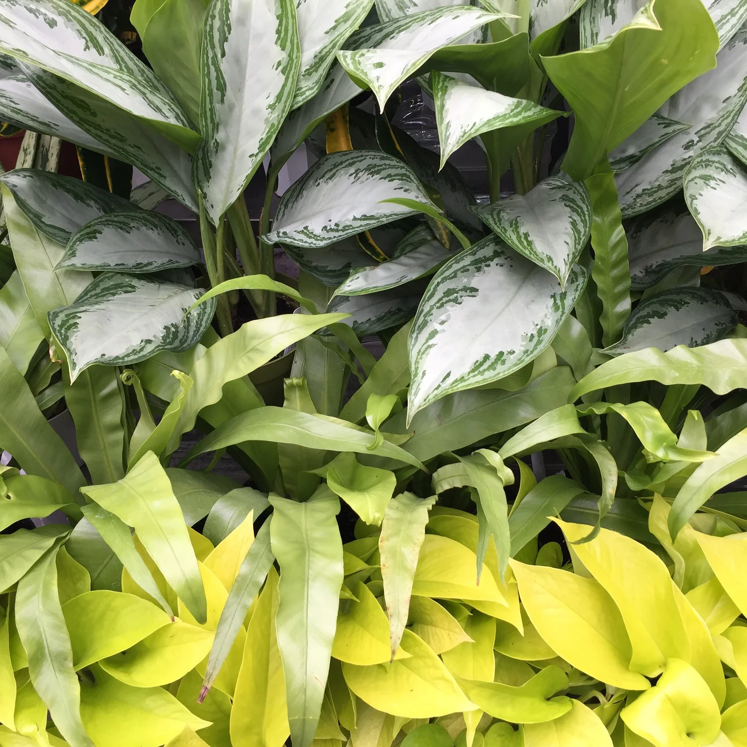 Indoor Plants — Seattle's Favorite Garden Store Since 1924 - Swansons ...