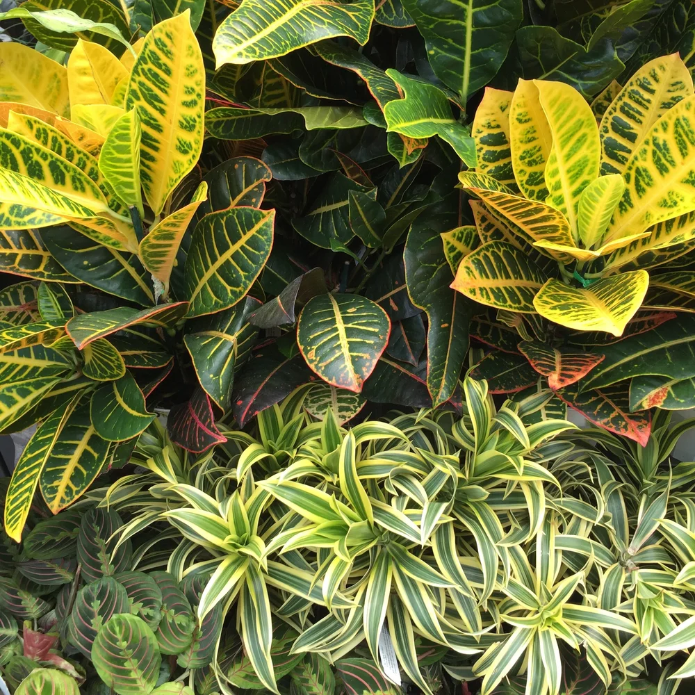 Indoor Plants — Seattle's Favorite Garden Store Since 1924 - Swansons ...