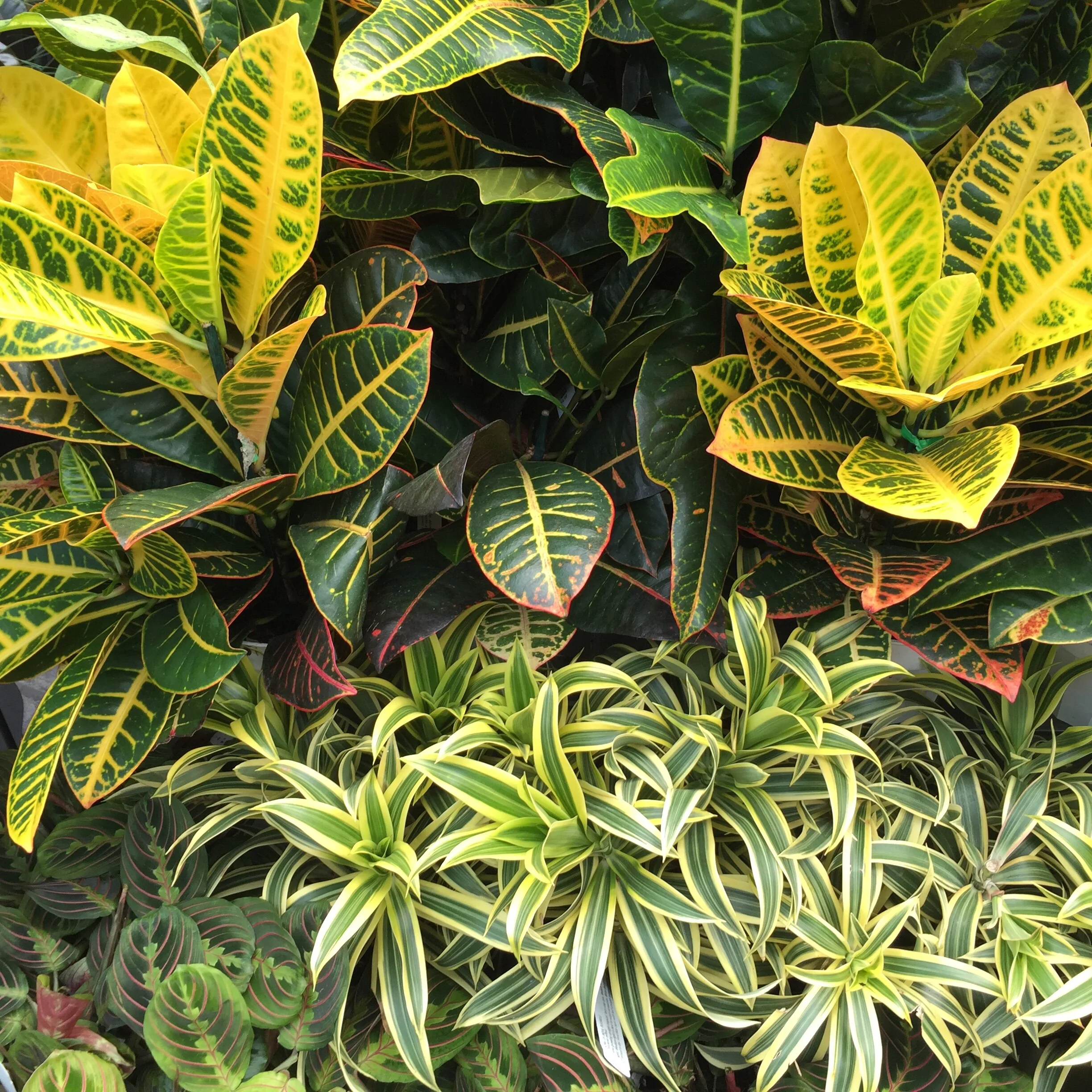 Indoor Plants — Seattle's Favorite Garden Store Since 1924 - Swansons ...