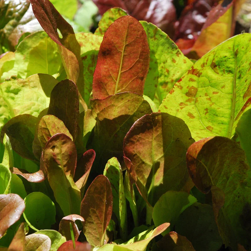Planting a Fall Vegetable Garden — Seattle's Favorite Garden Store ...