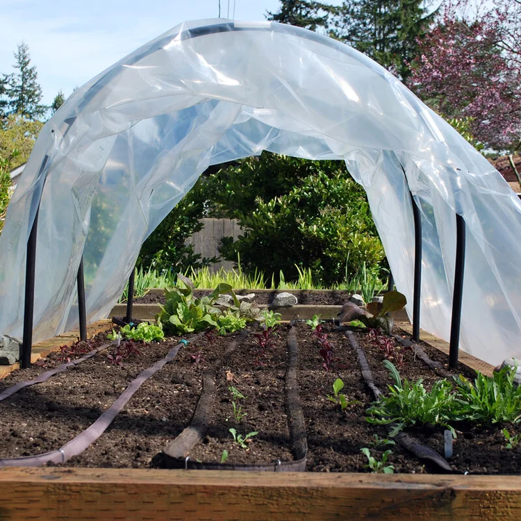 Planting a Fall Vegetable Garden — Seattle's Favorite Garden Store ...