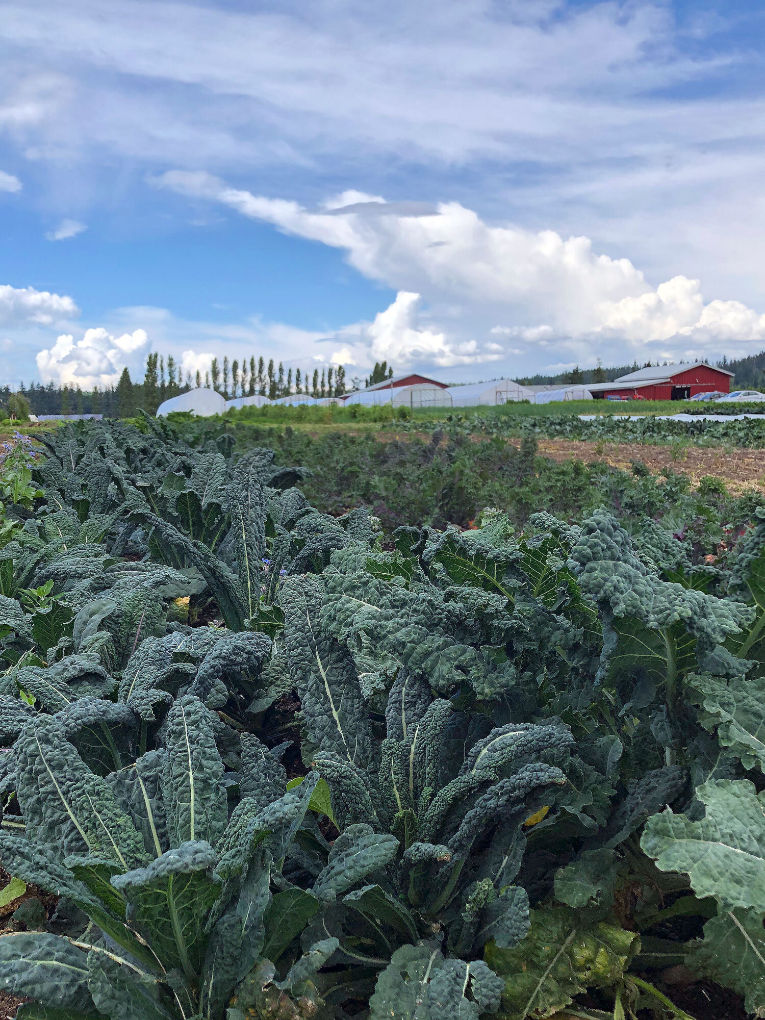Deep Harvest Farm Tour — Seattle's Favorite Garden Store Since 1924 ...
