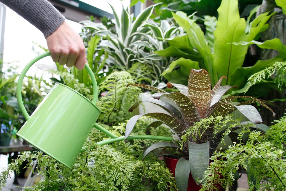 How to Care for Indoor Plants — Seattle's Favorite Garden Store Since ...