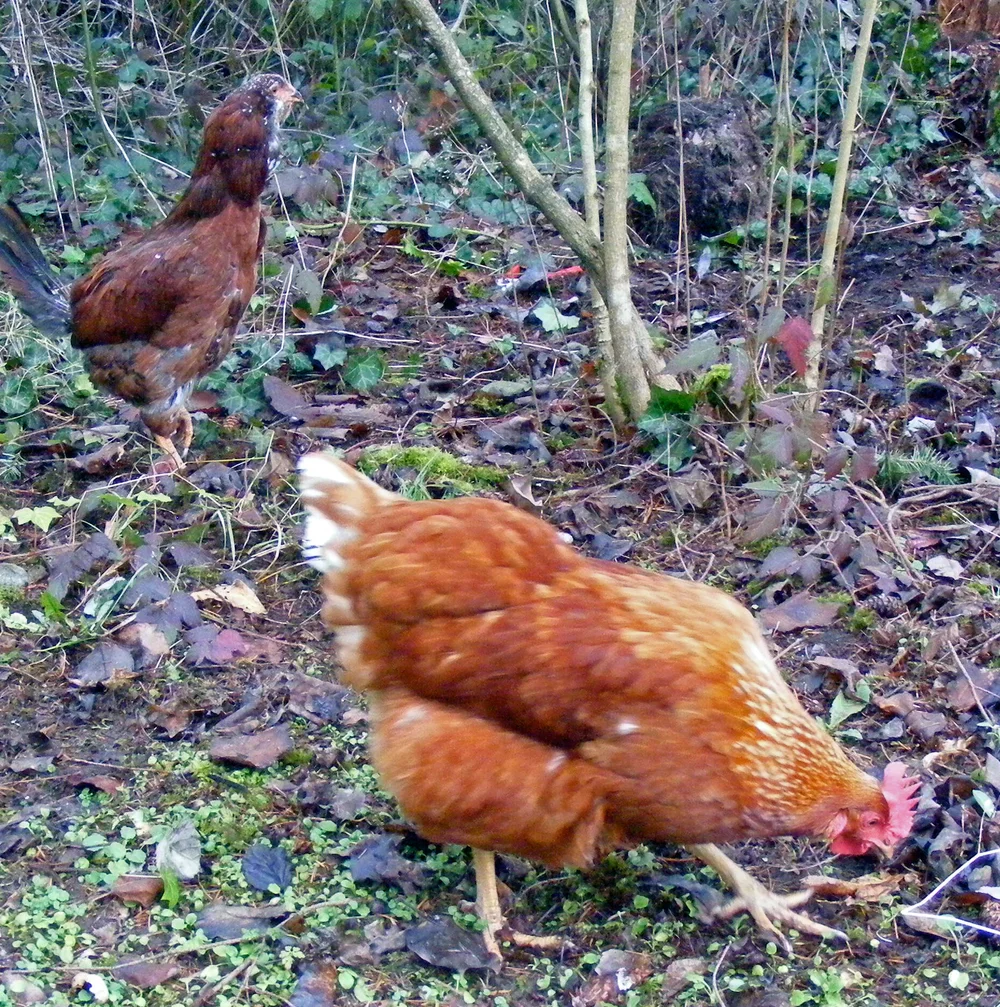 Coco and Buttercup, The Baby Chicks Are All Grown Up — Seattle's ...