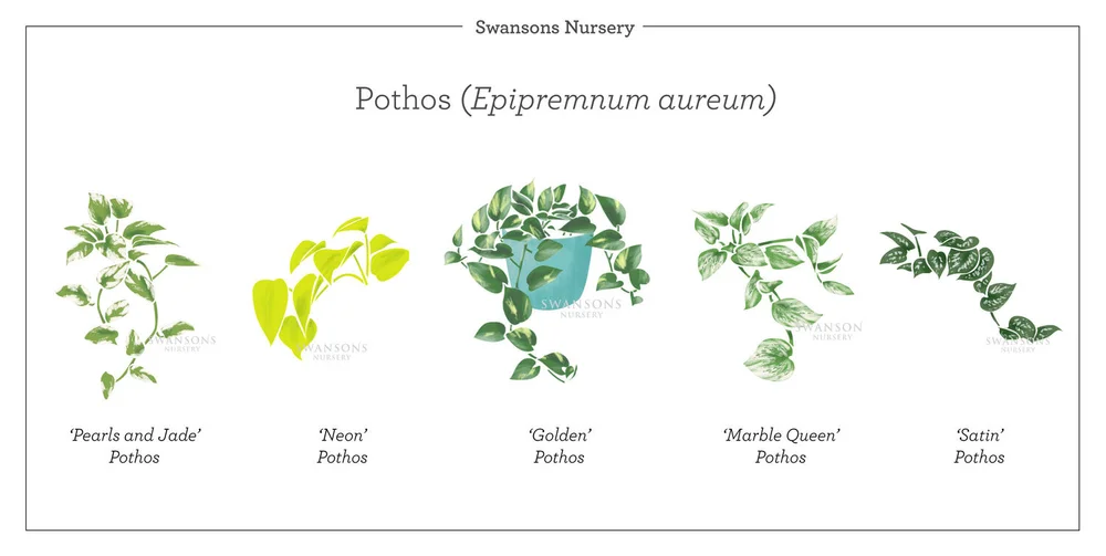 All About Pothos Houseplants — Seattle's Favorite Garden Store Since ...