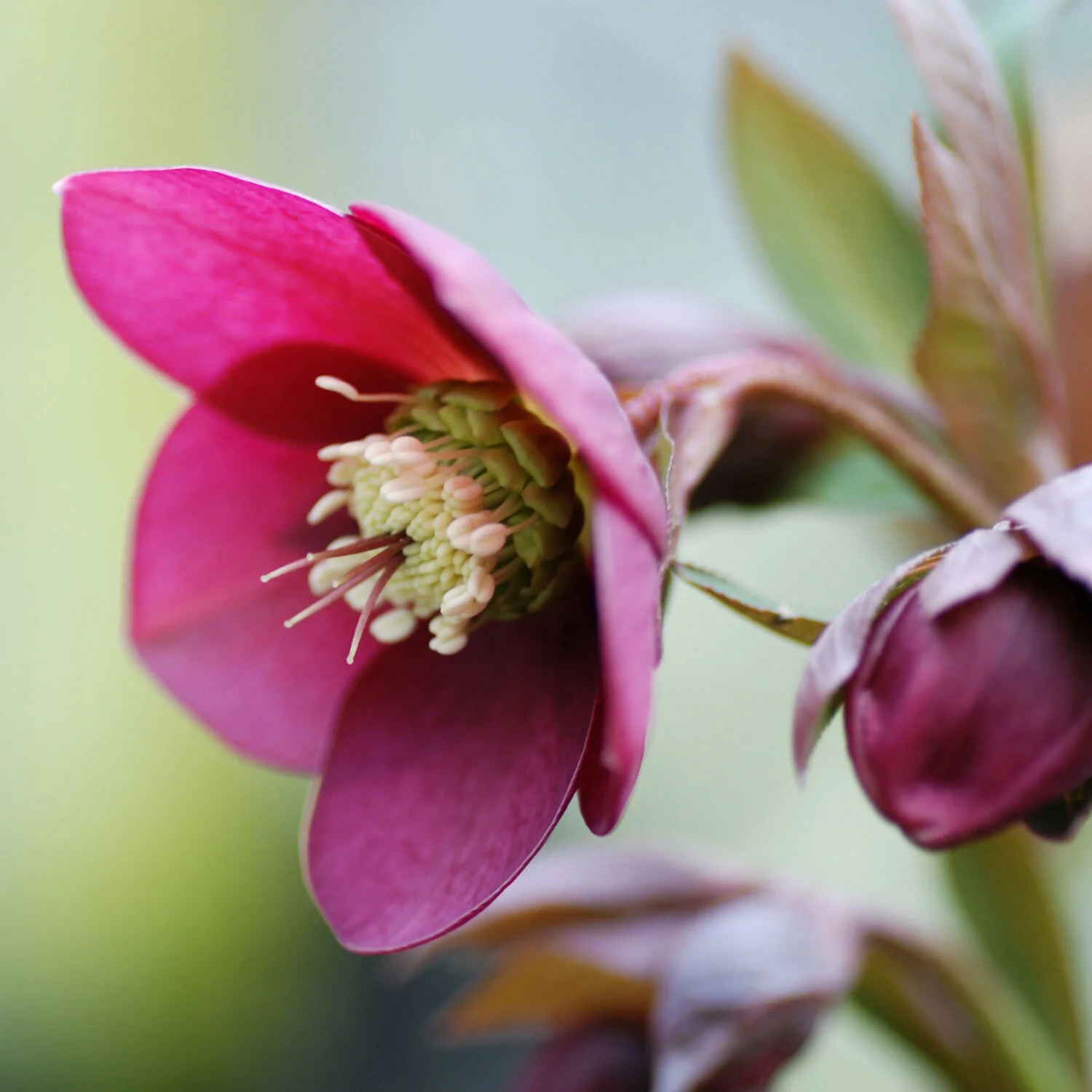 February Gardening Tips — Seattle's Favorite Garden Store Since 1924 ...