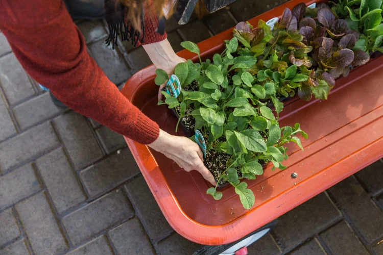 How to Garden in Planter Boxes: A Swansons Nursery and Dunn DIY ...
