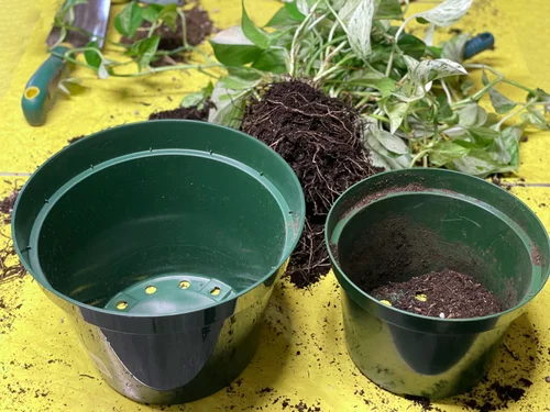 How to Repot a Plant — Seattle's Favorite Garden Store Since 1924 ...