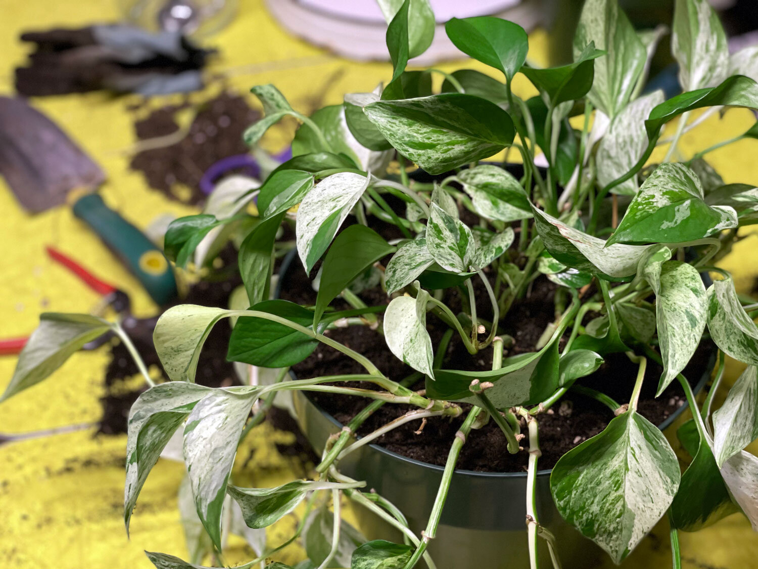 How to Repot a Plant — Seattle's Favorite Garden Store Since 1924 ...