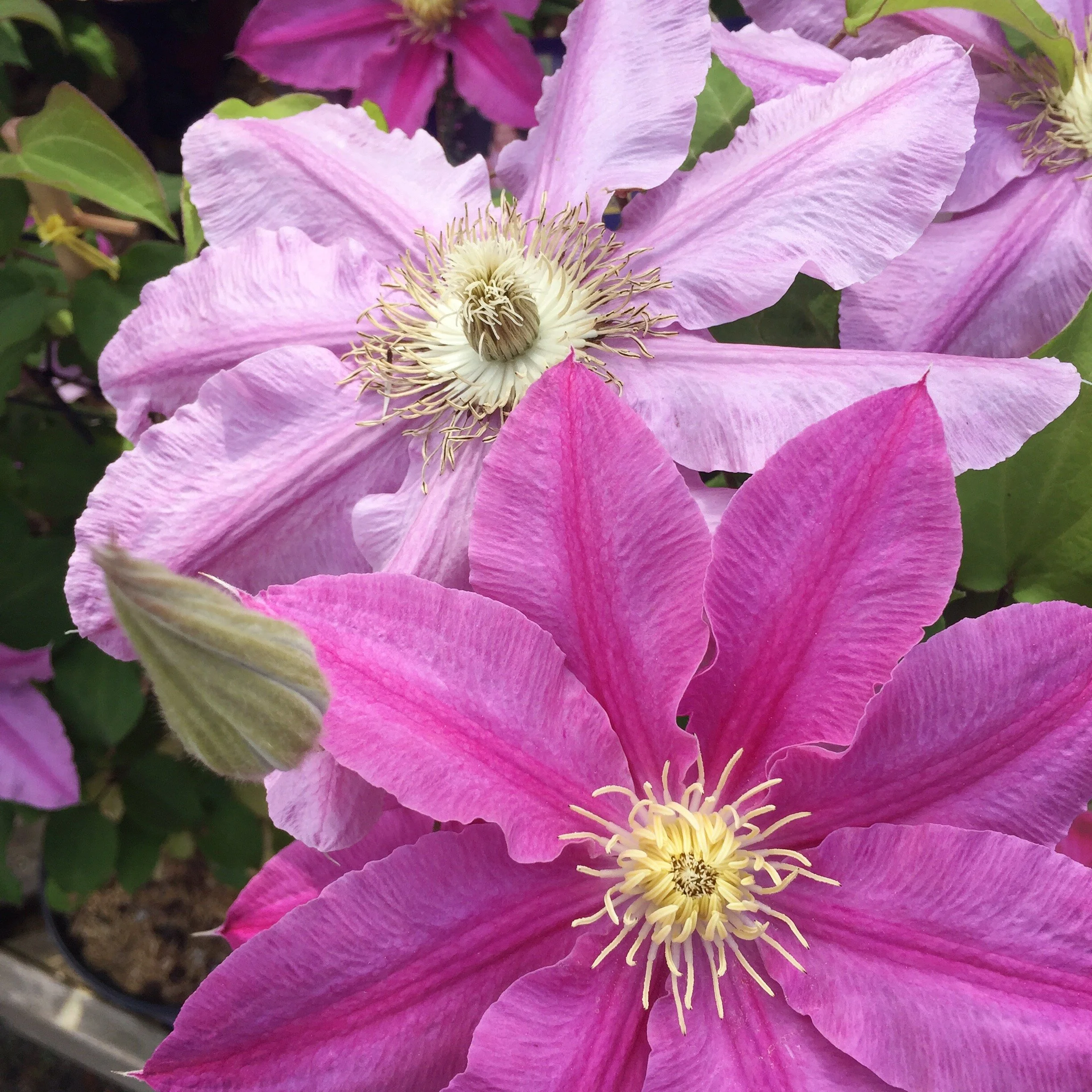 The 10 Best Late-Spring Flowers — Seattle's Favorite Garden Store Since ...