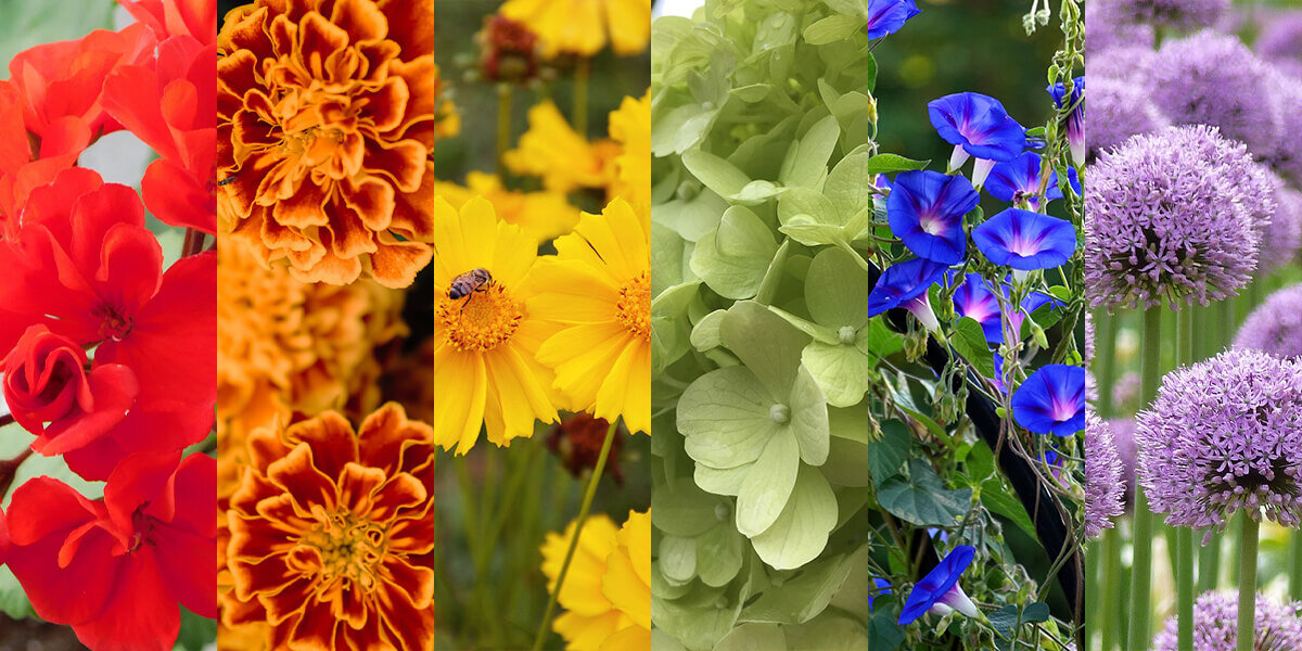 Pictures Of Flowers That Are Colored | Best Flower Site