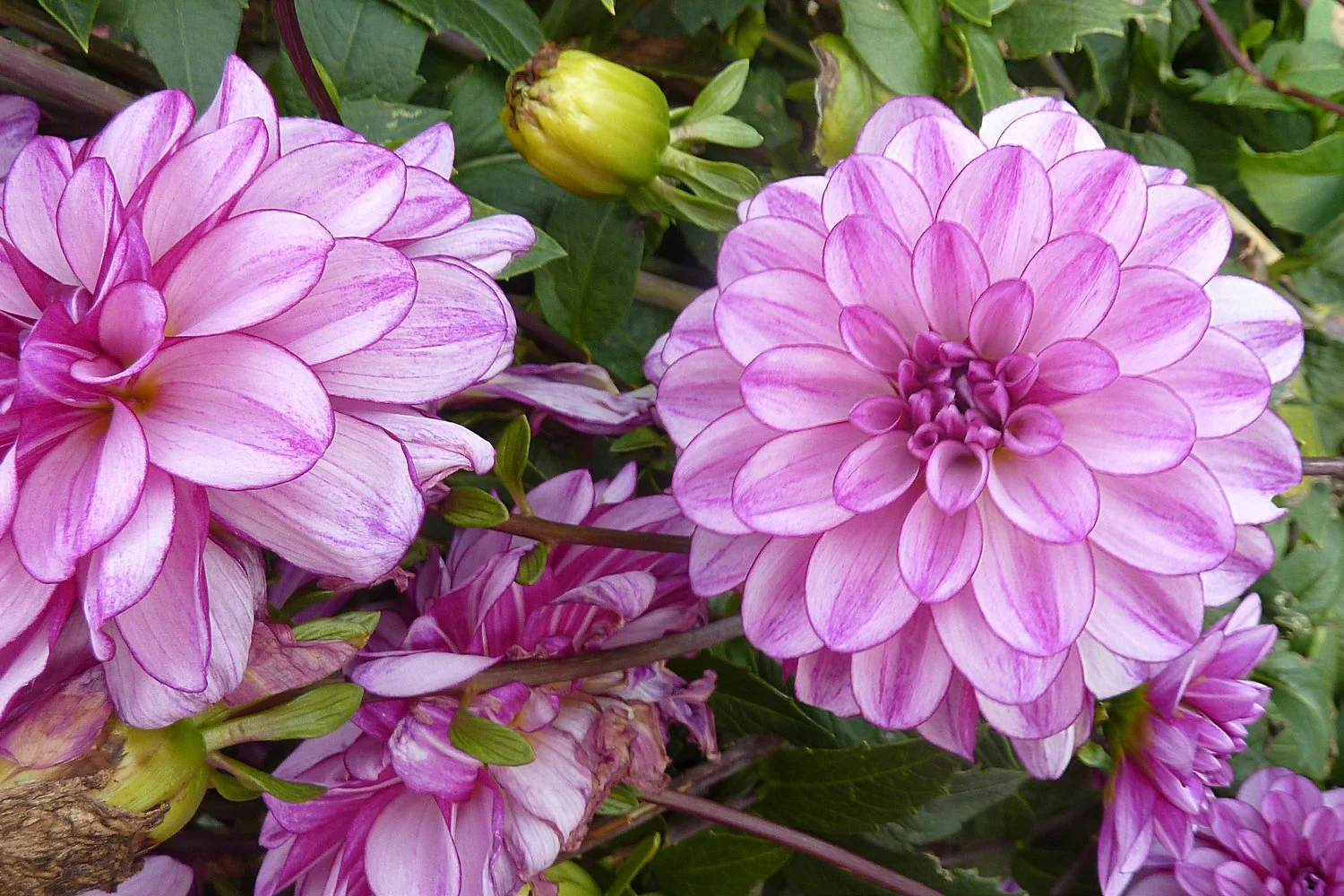 Fall Dahlia Care — Seattle's Favorite Garden Store Since 1924 ...