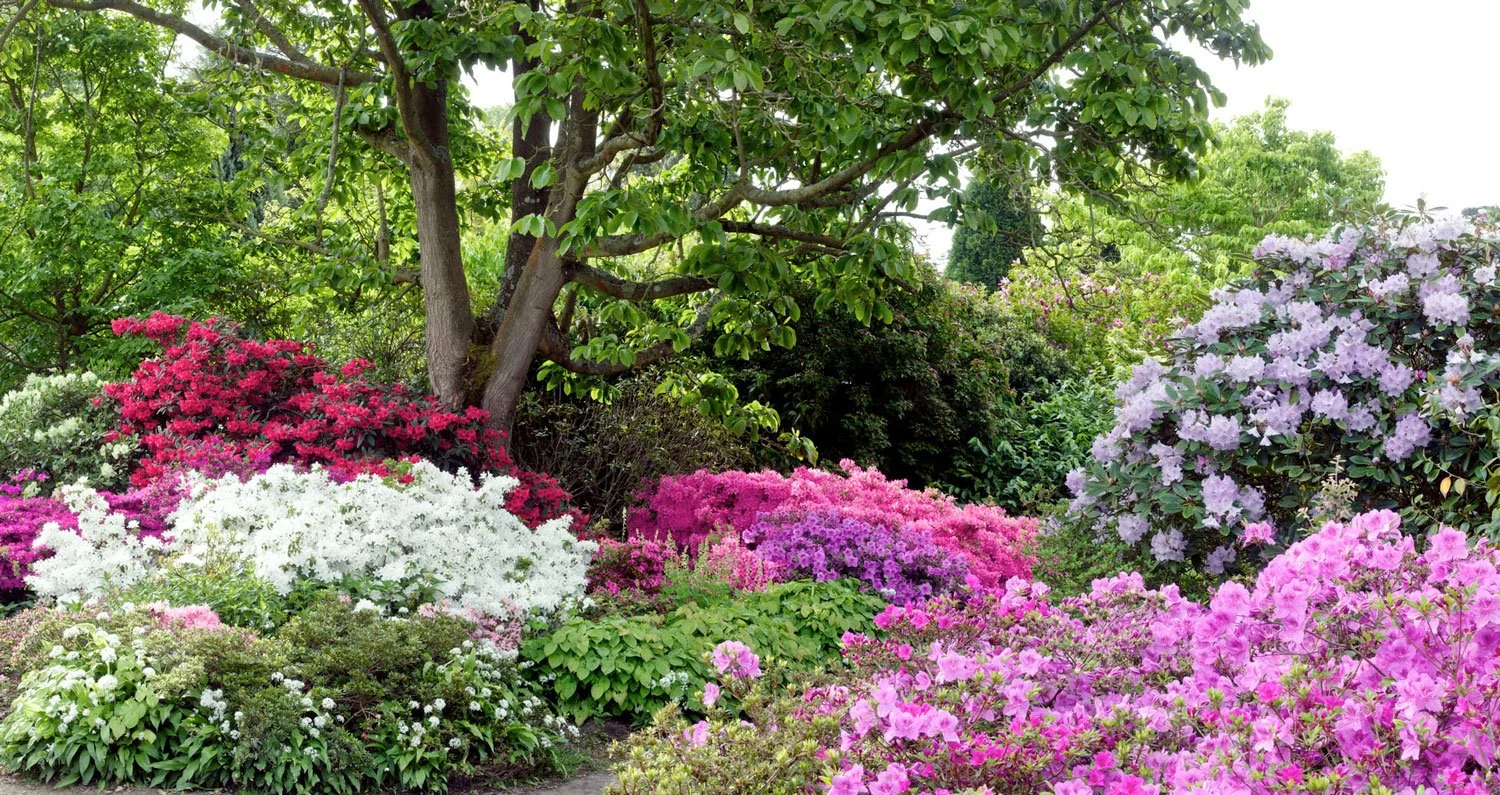 Rhody Garden Seattle | Fasci Garden